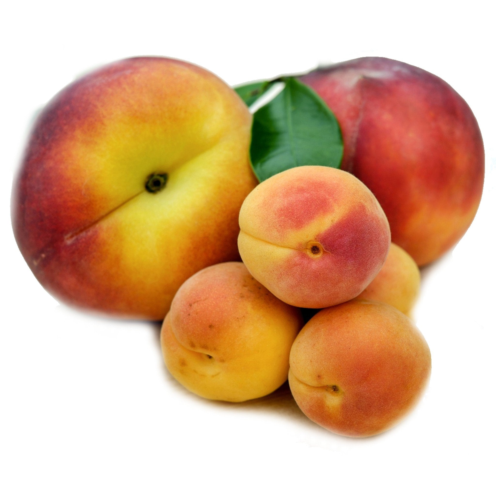 Peach Kernel Oil – HalalEveryday